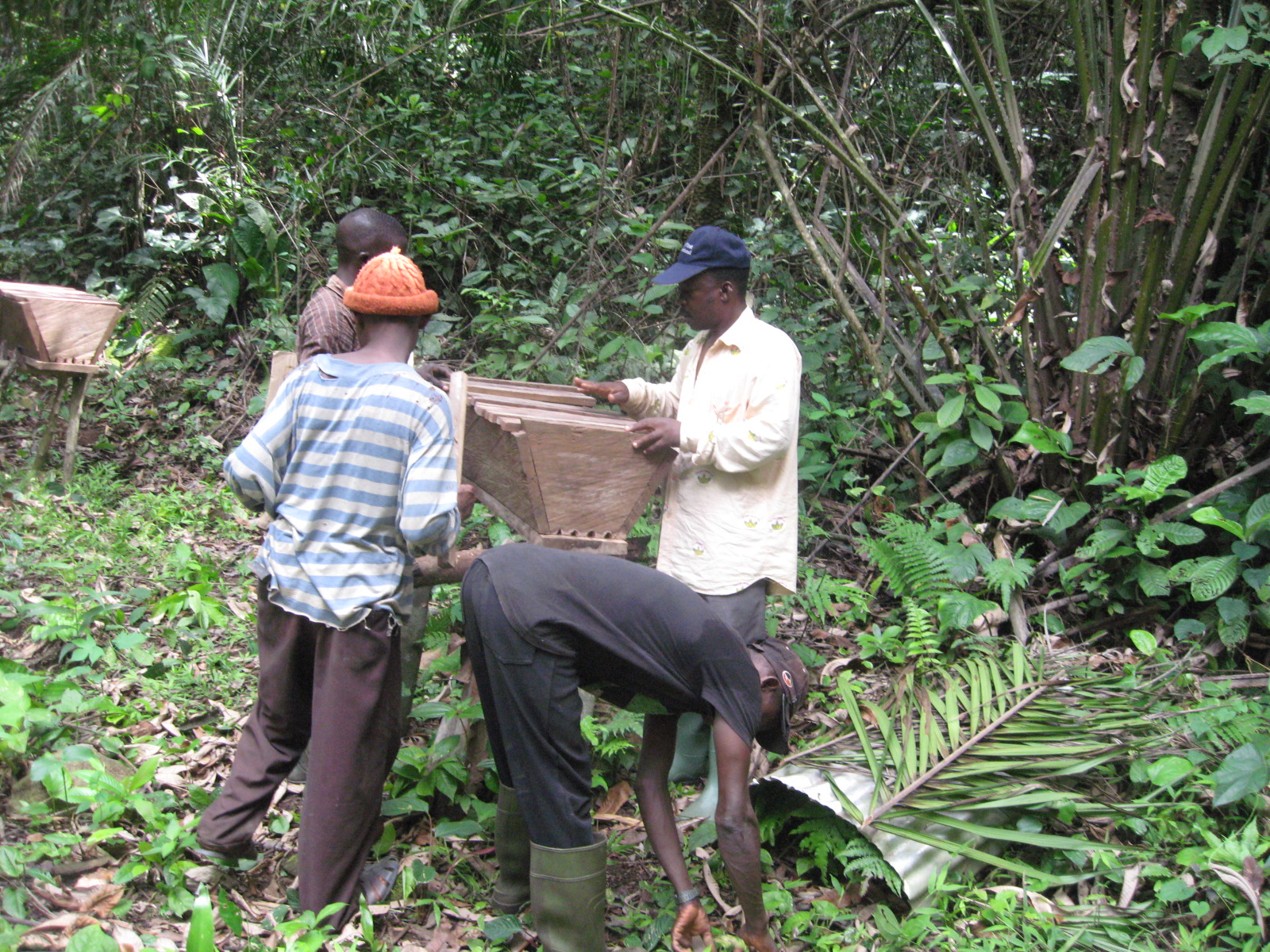 Bee Keeping in UK and Africa: Trying to attract bees to the rainforest ...